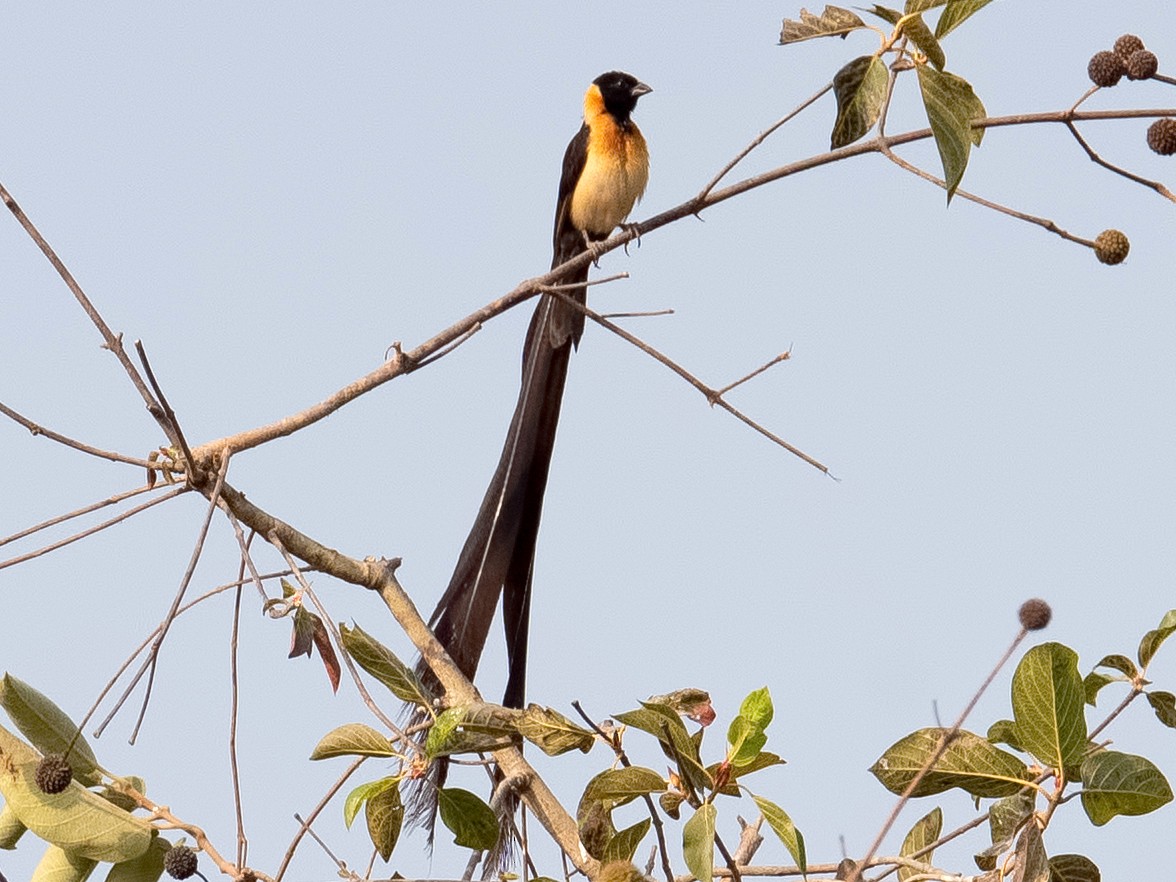 Togo Paradise-Whydah - eBird