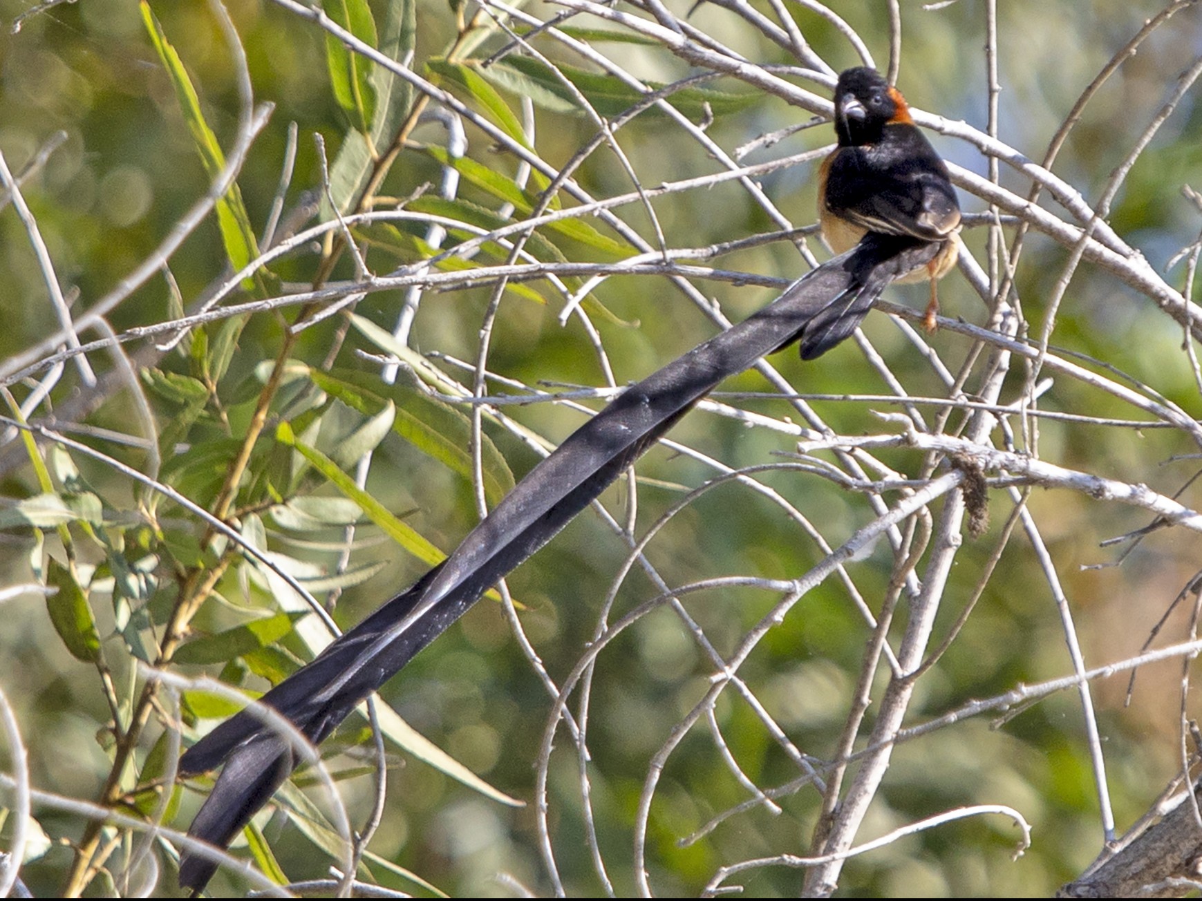 Togo Paradise-Whydah - eBird