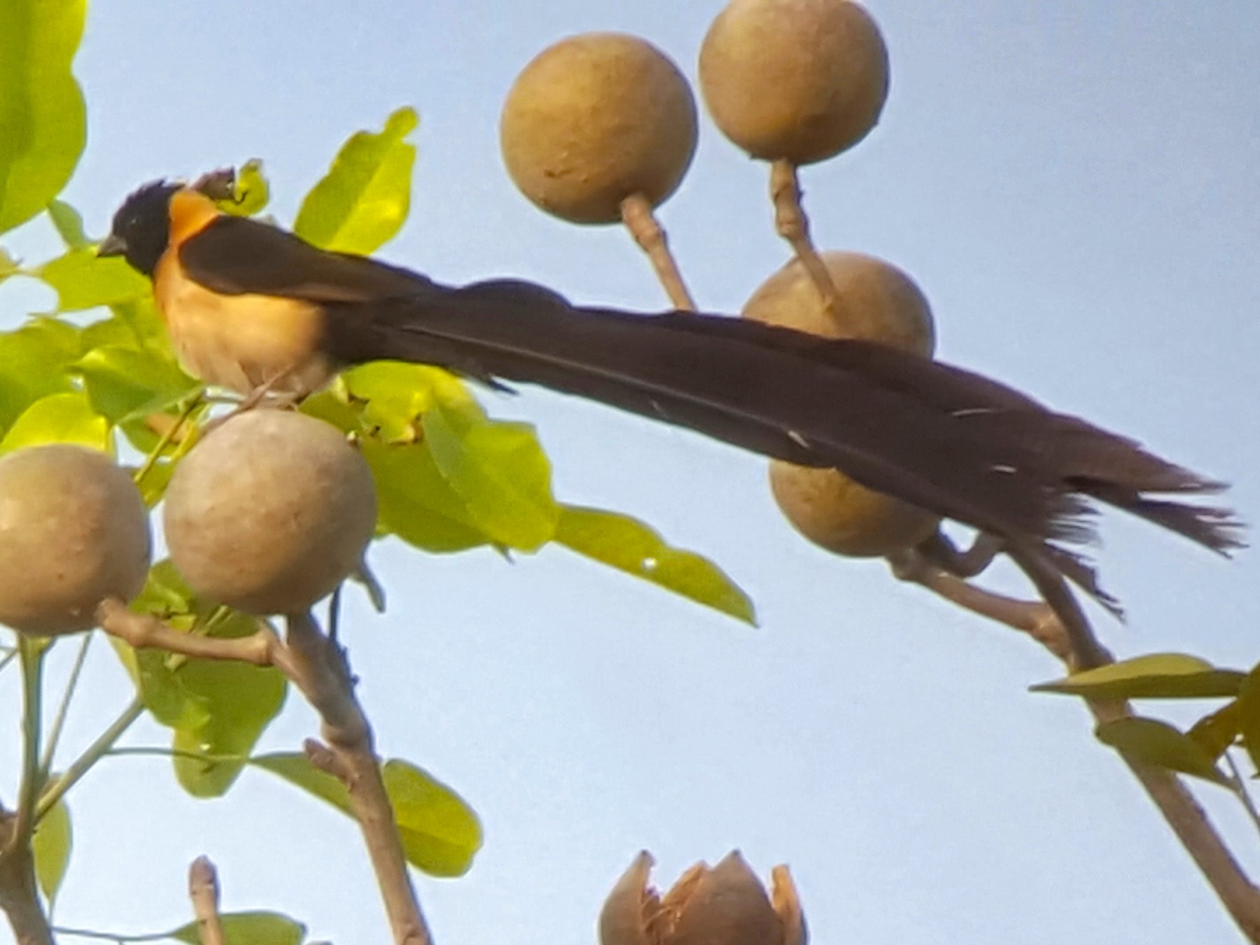 Togo Paradise-Whydah - eBird