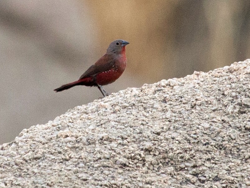 Rock Firefinch - eBird