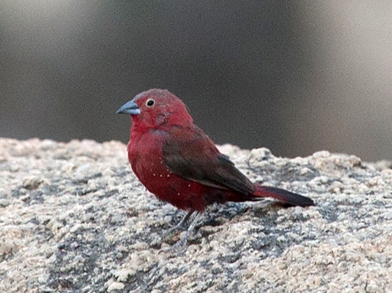 Rock Firefinch - eBird