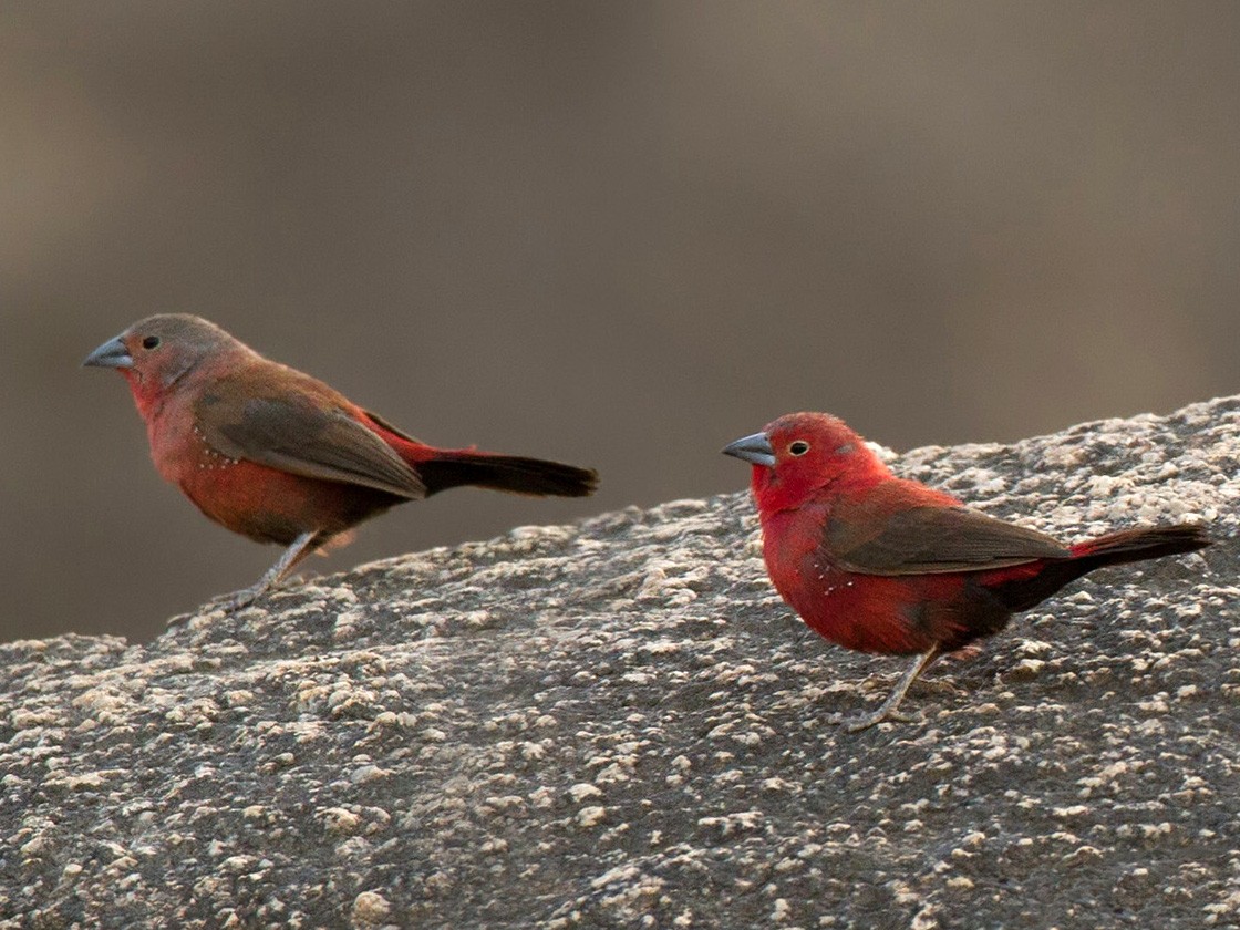Rock Firefinch - eBird