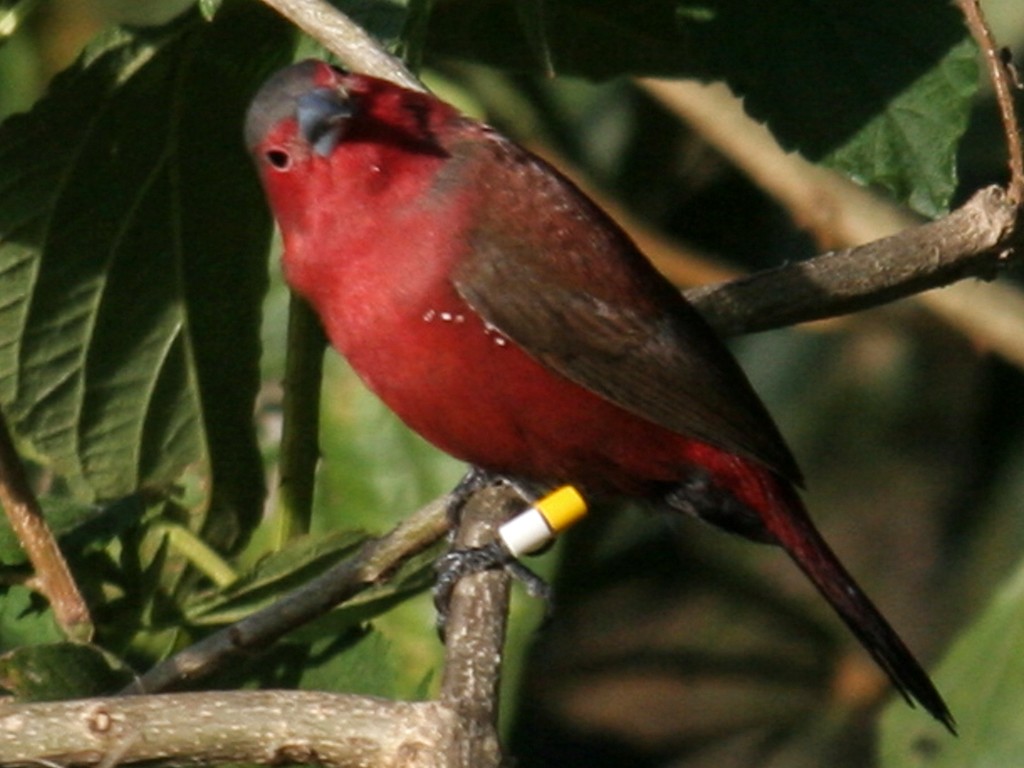 Rock Firefinch - eBird