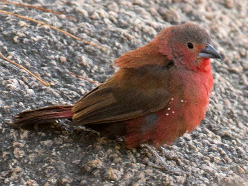 Rock Firefinch - eBird