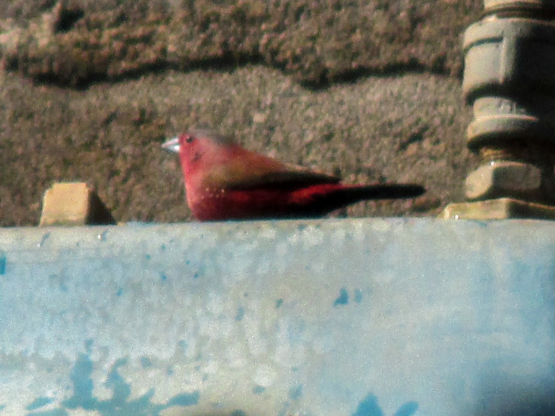 Rock Firefinch - eBird