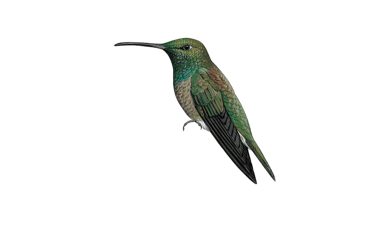 Brace's Emerald - Riccordia bracei - Birds of the World