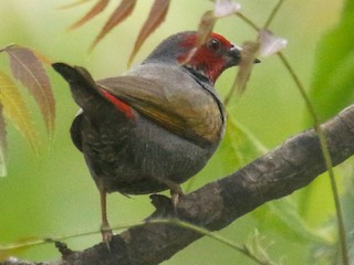 Red-faced Pytilia - eBird