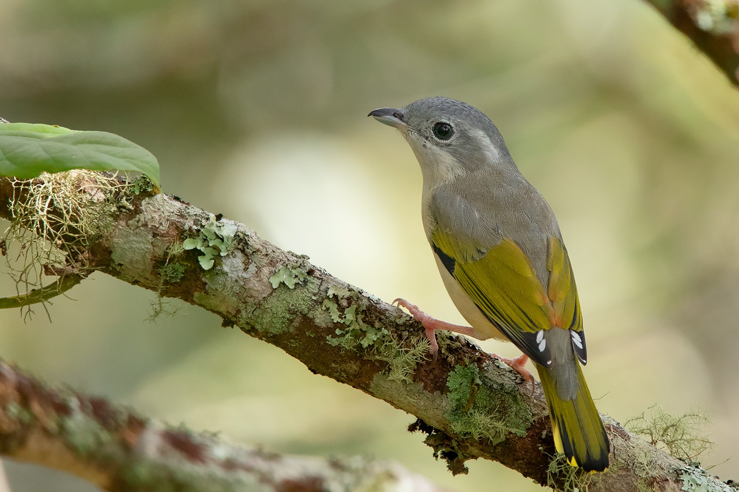 Blyth's Shrike-Babbler (Blyth's) - eBird