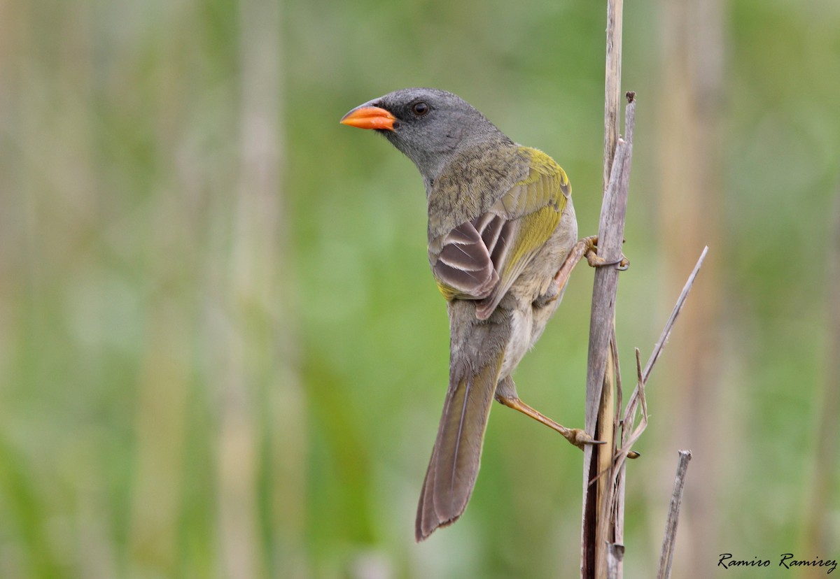 Great Pampa-Finch (Eastern) - eBird