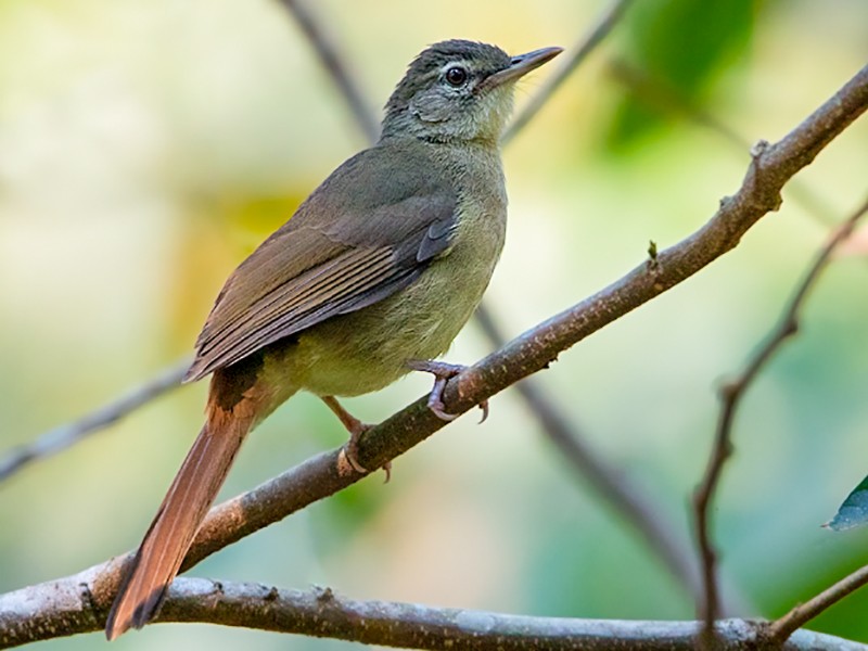 Pale-olive Greenbul - eBird
