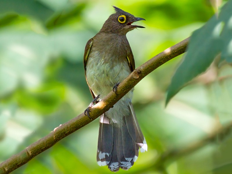 Yellow-wattled Bulbul - eBird