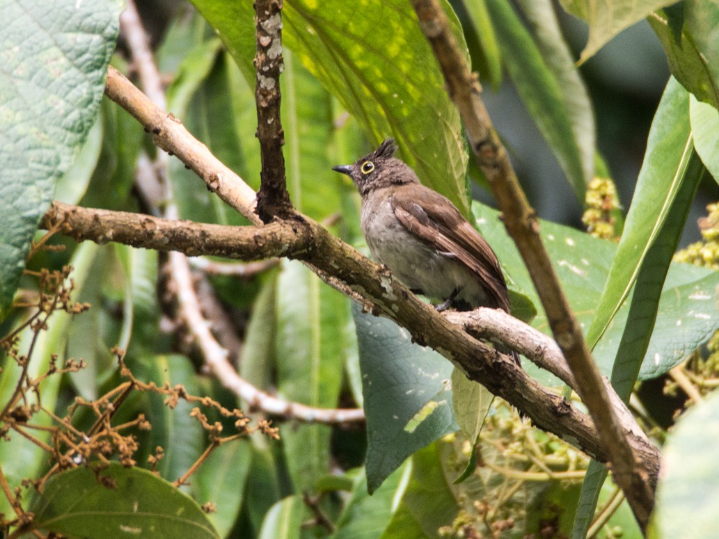 Yellow-wattled Bulbul - eBird