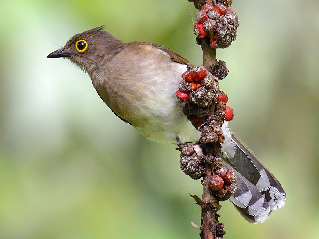 Yellow-wattled Bulbul - eBird