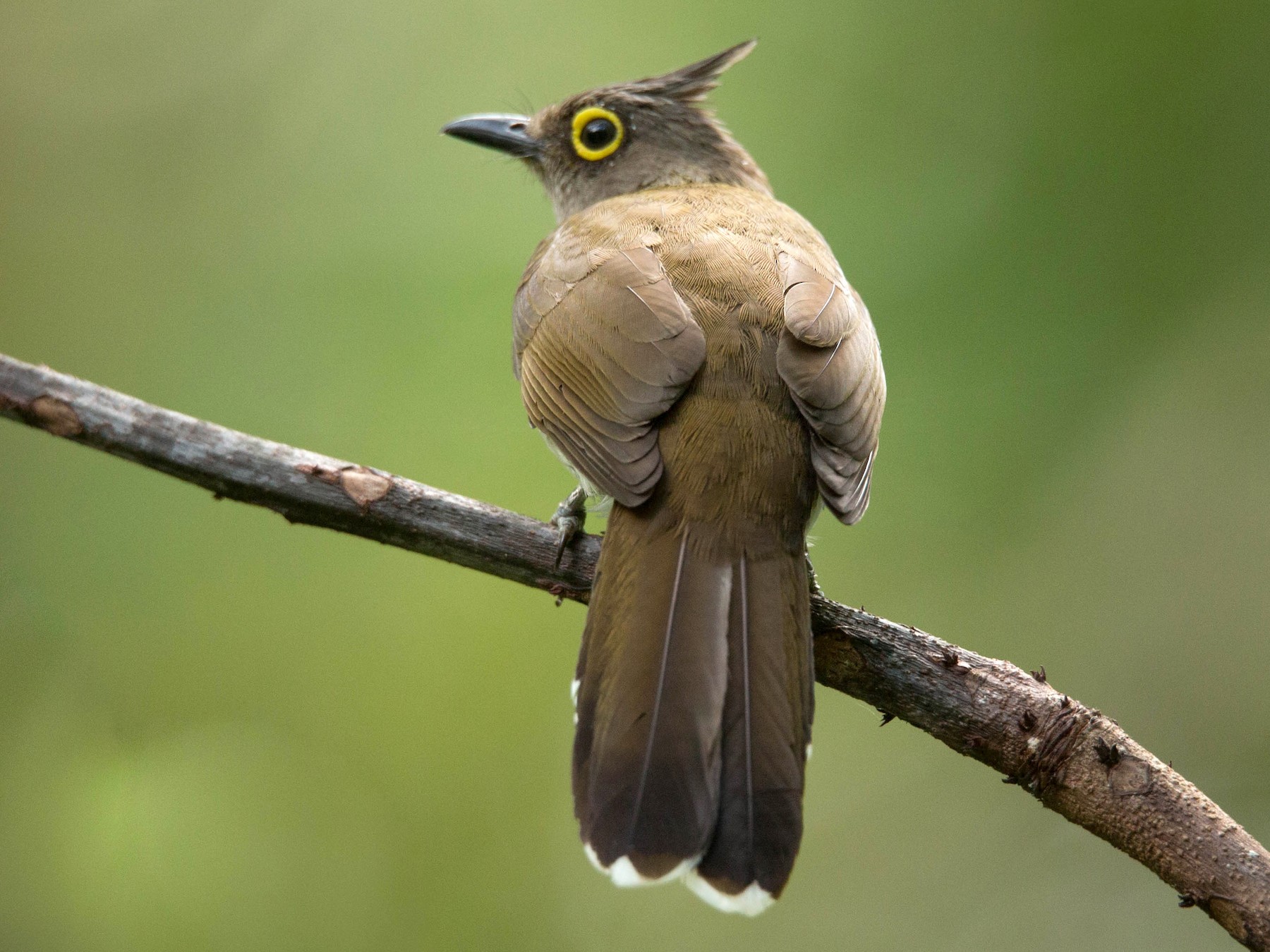 Yellow-wattled Bulbul - eBird