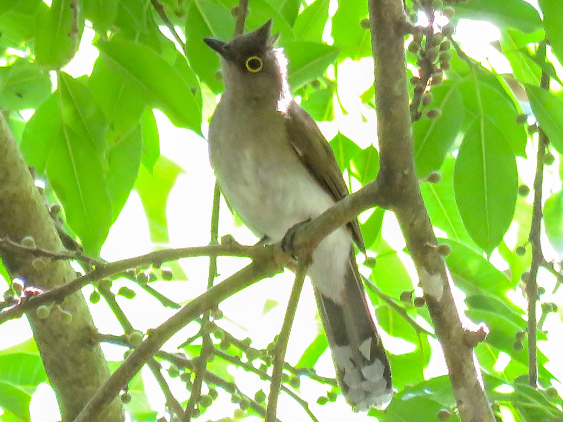 Yellow-wattled Bulbul - eBird