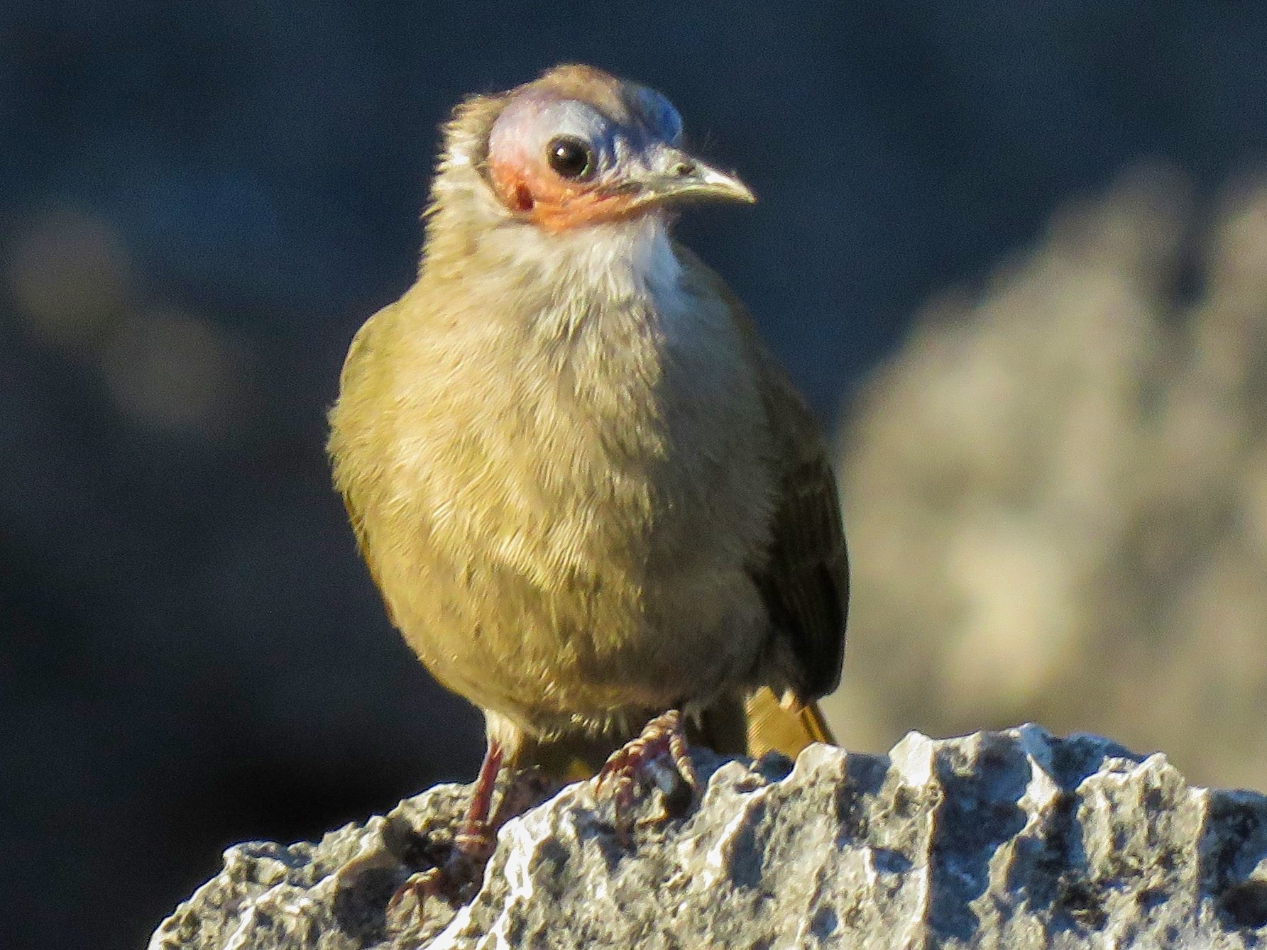 Bare-faced Bulbul - eBird