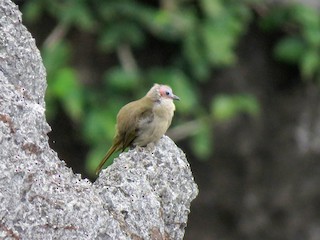 Bare-faced Bulbul - eBird