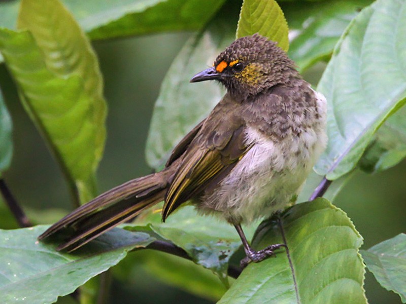 Orange-spotted Bulbul - eBird