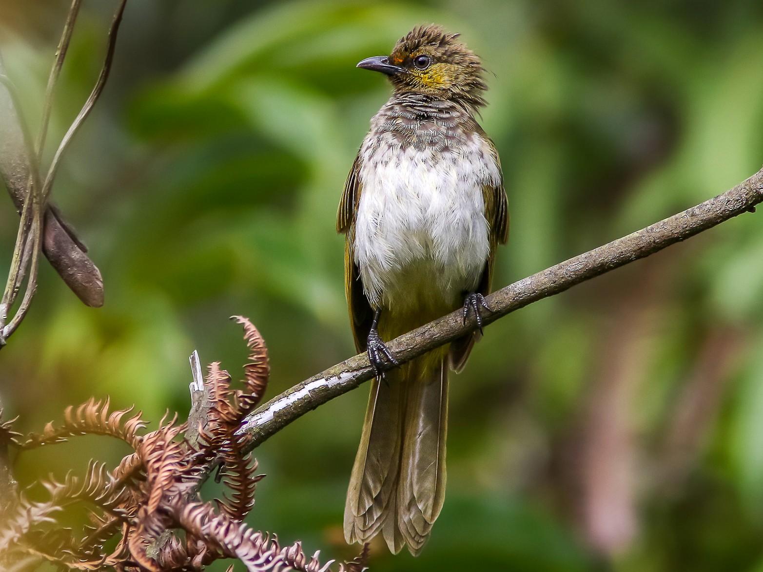 Orange-spotted Bulbul - eBird