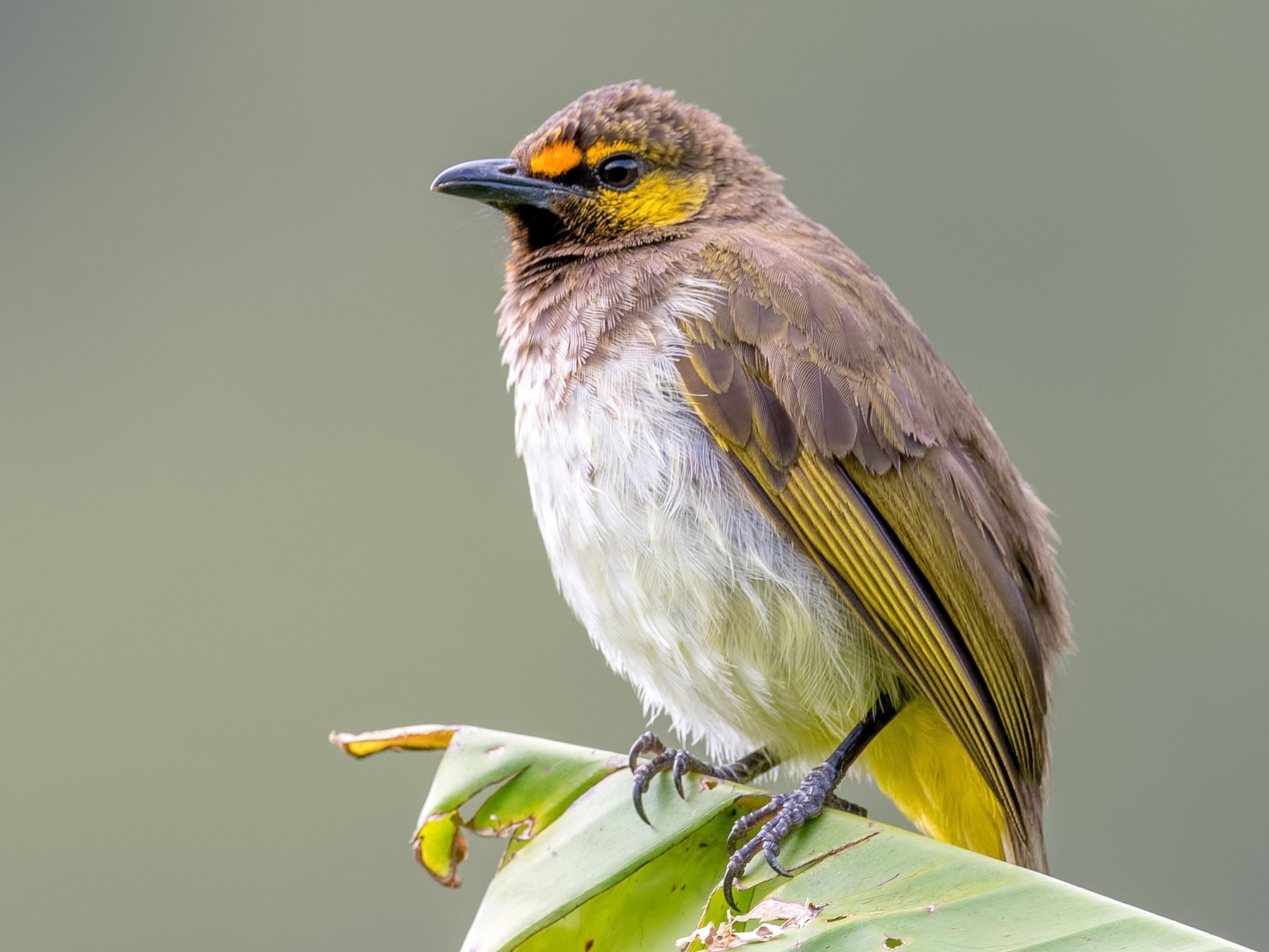 Orange-spotted Bulbul - eBird