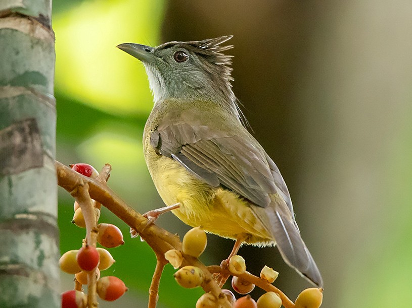 Palawan Bulbul - eBird