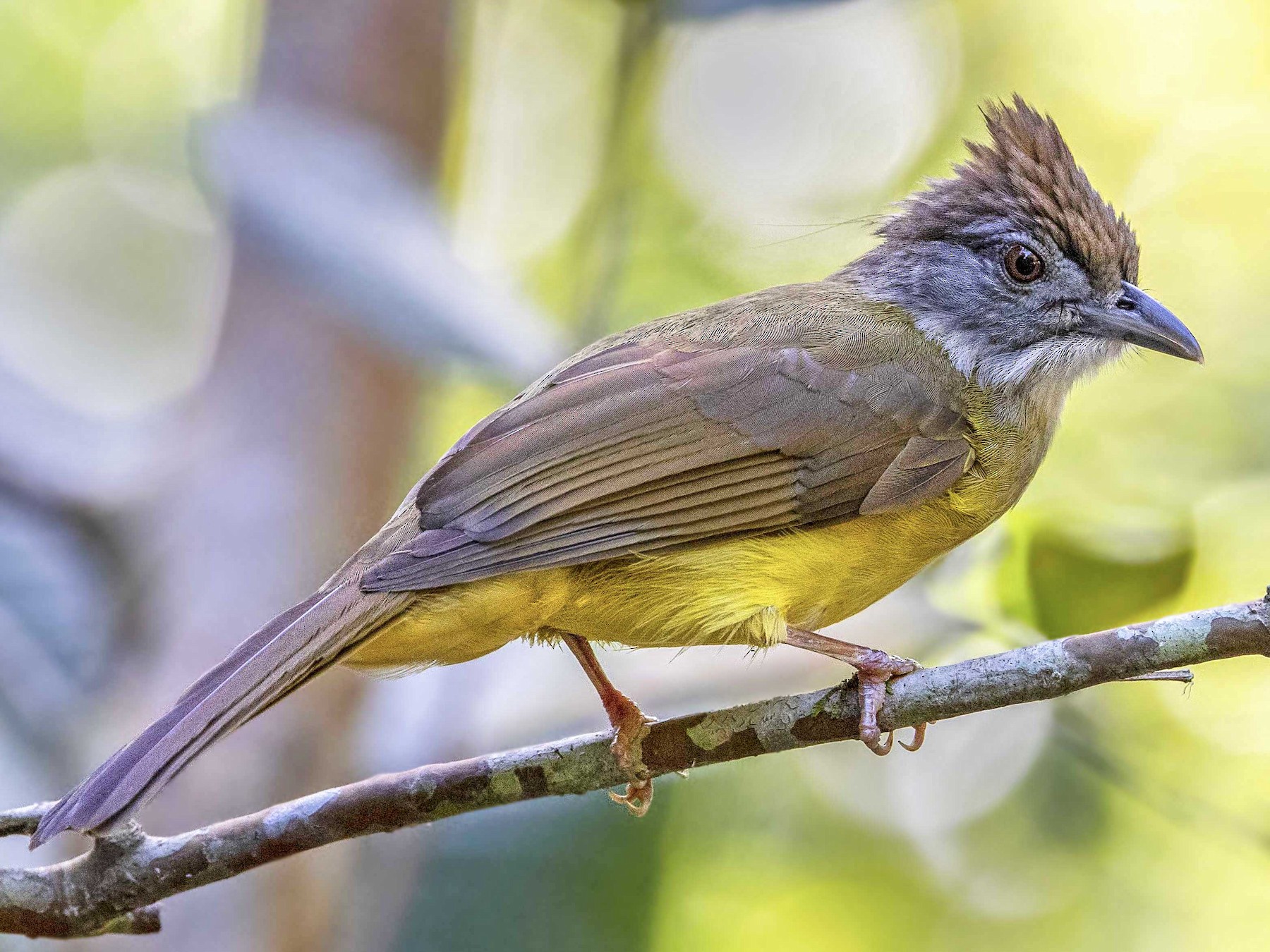 Palawan Bulbul - eBird