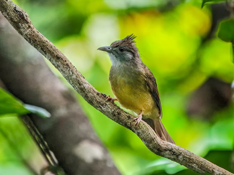 Palawan Bulbul - eBird