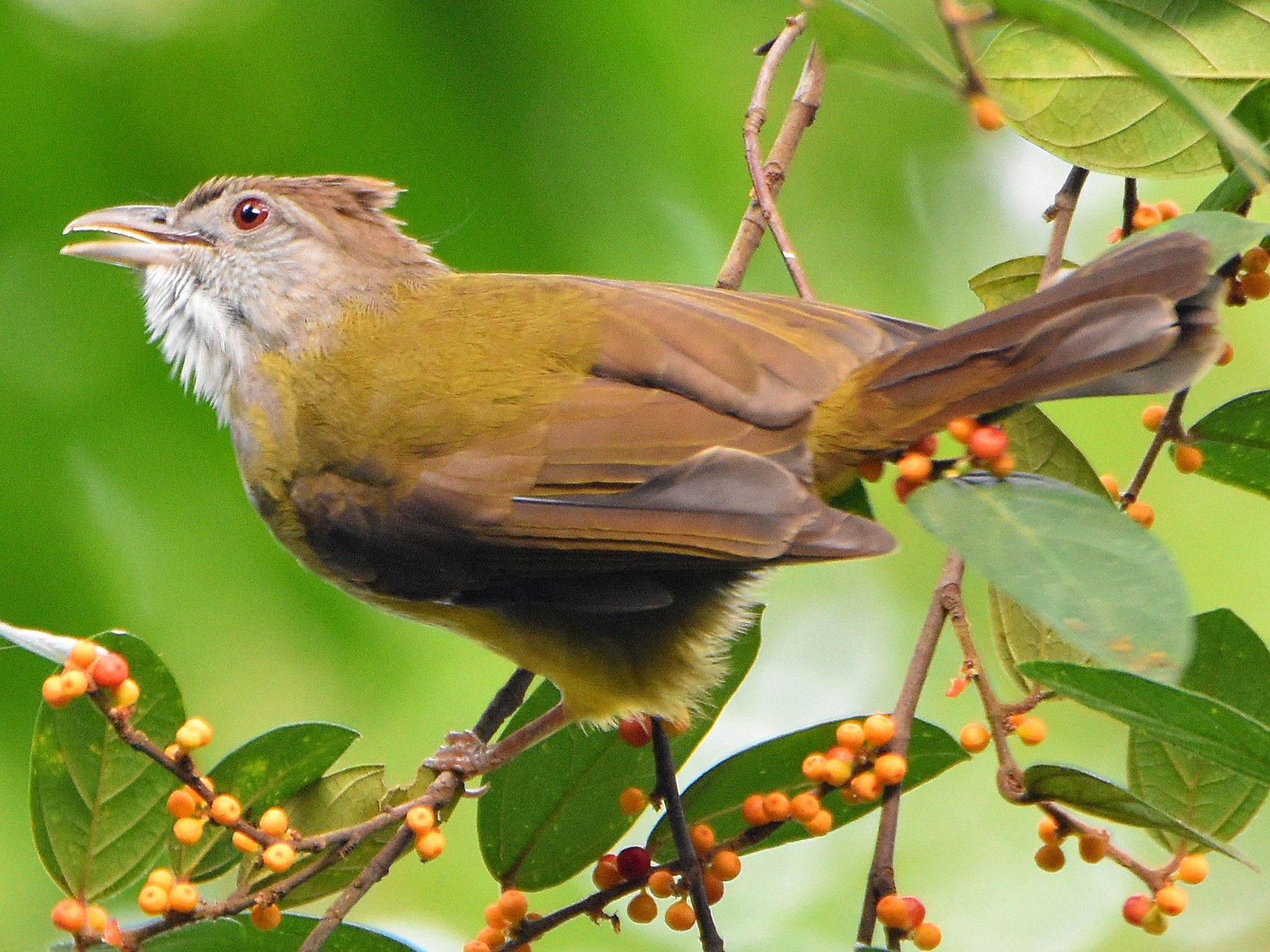 Palawan Bulbul - eBird