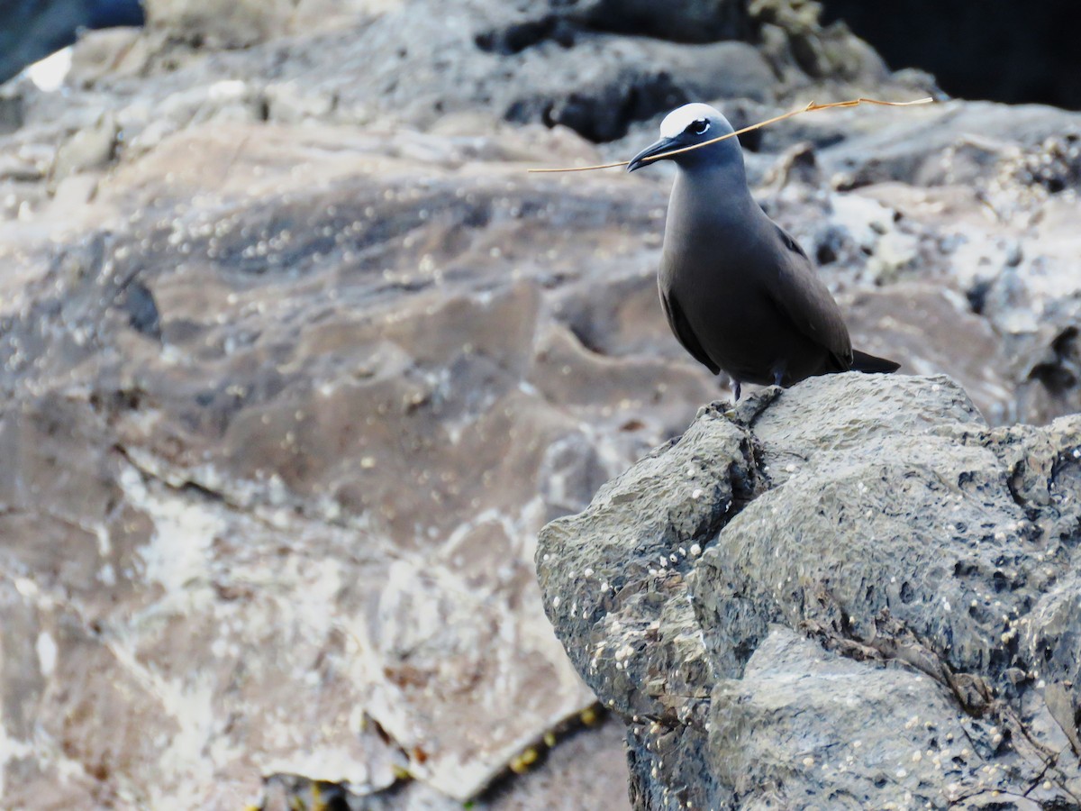 eBird Checklist - 21 Oct 2016 - Isla de Pascua (Usar puntos exactos por ...
