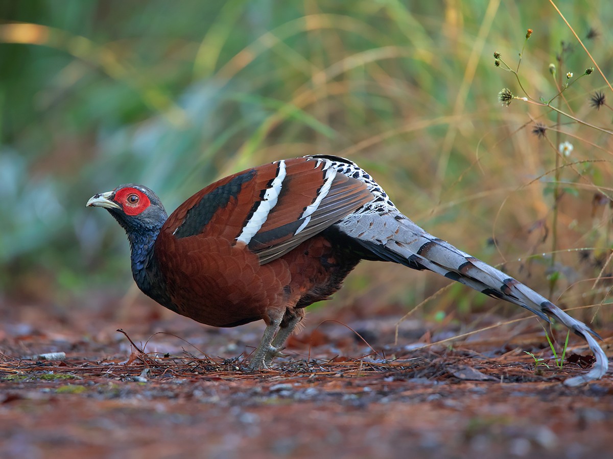 Mrs. Hume's Pheasant - Syrmaticus humiae - Birds of the World