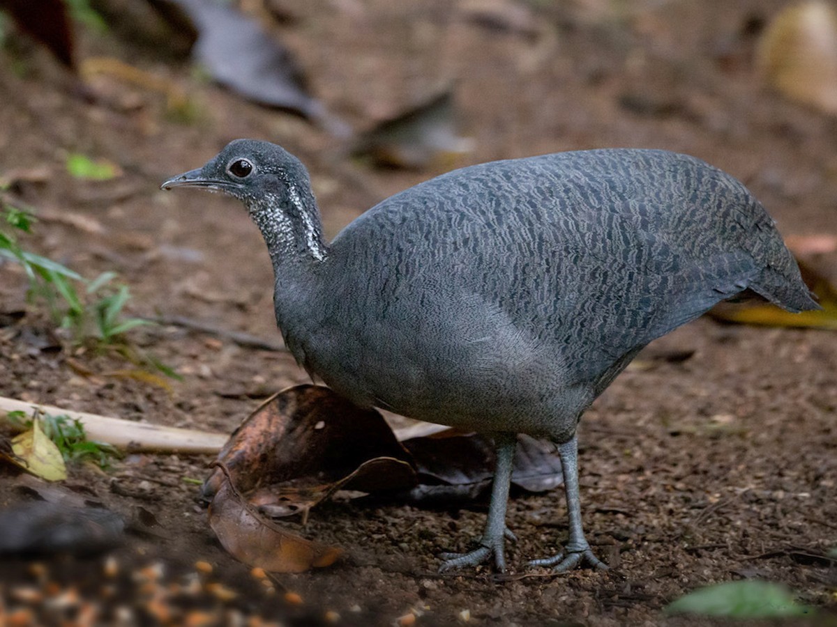 Gray Tinamou - Tinamus tao - Birds of the World