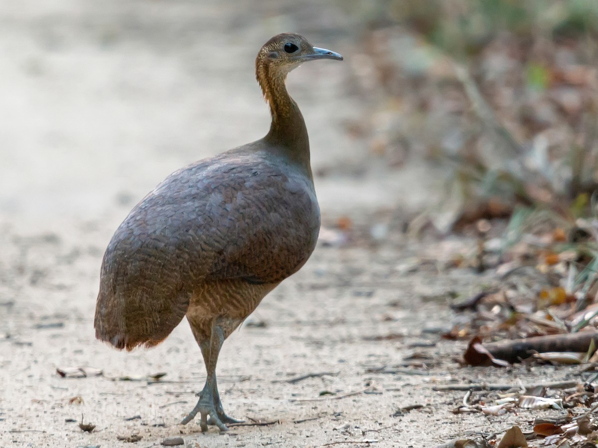 Solitary Tinamou - Tinamus solitarius - Birds of the World