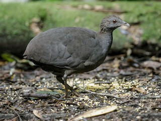 Cinereous Tinamou - Crypturellus cinereus - Birds of the World