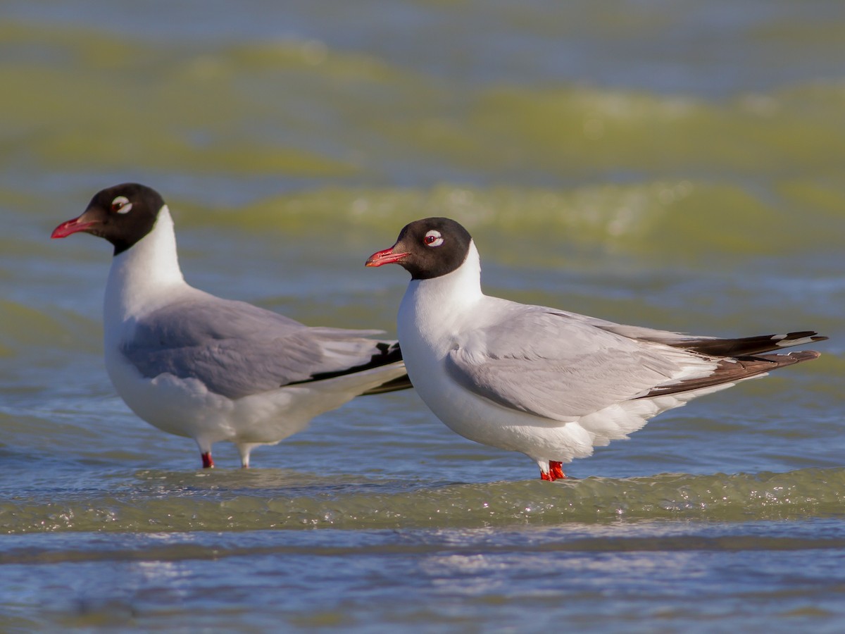 Relict Gull - Ichthyaetus relictus - Birds of the World