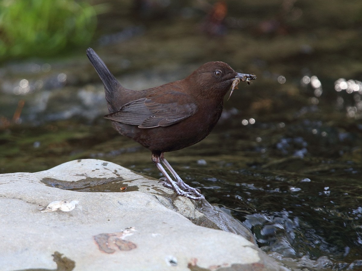 Brown Dipper - Cinclus pallasii - Birds of the World