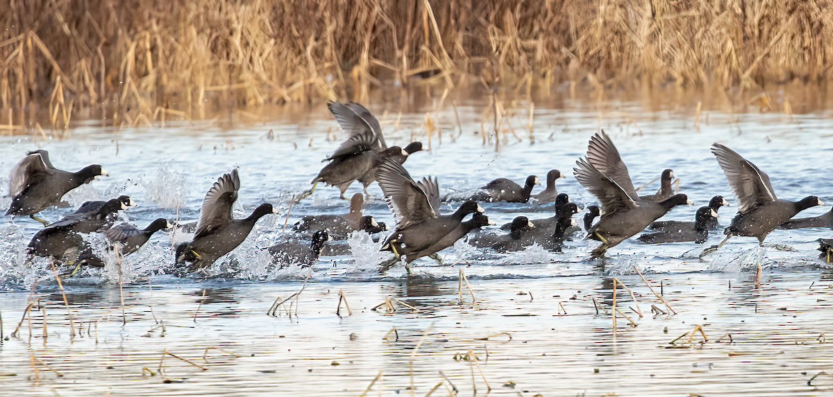 eBird Checklist - 15 Nov 2021 - Haynes Bottom WMA - 50 species