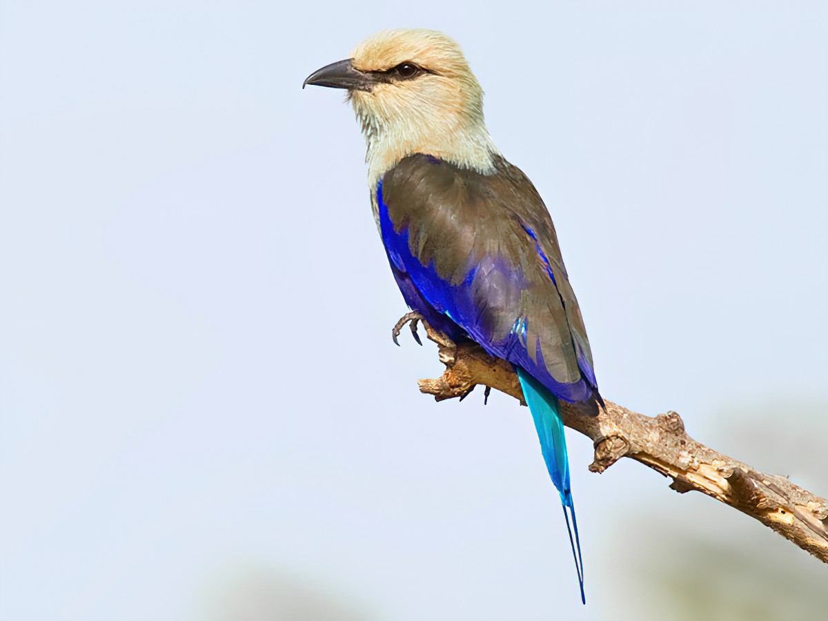 Blue-bellied Roller - eBird