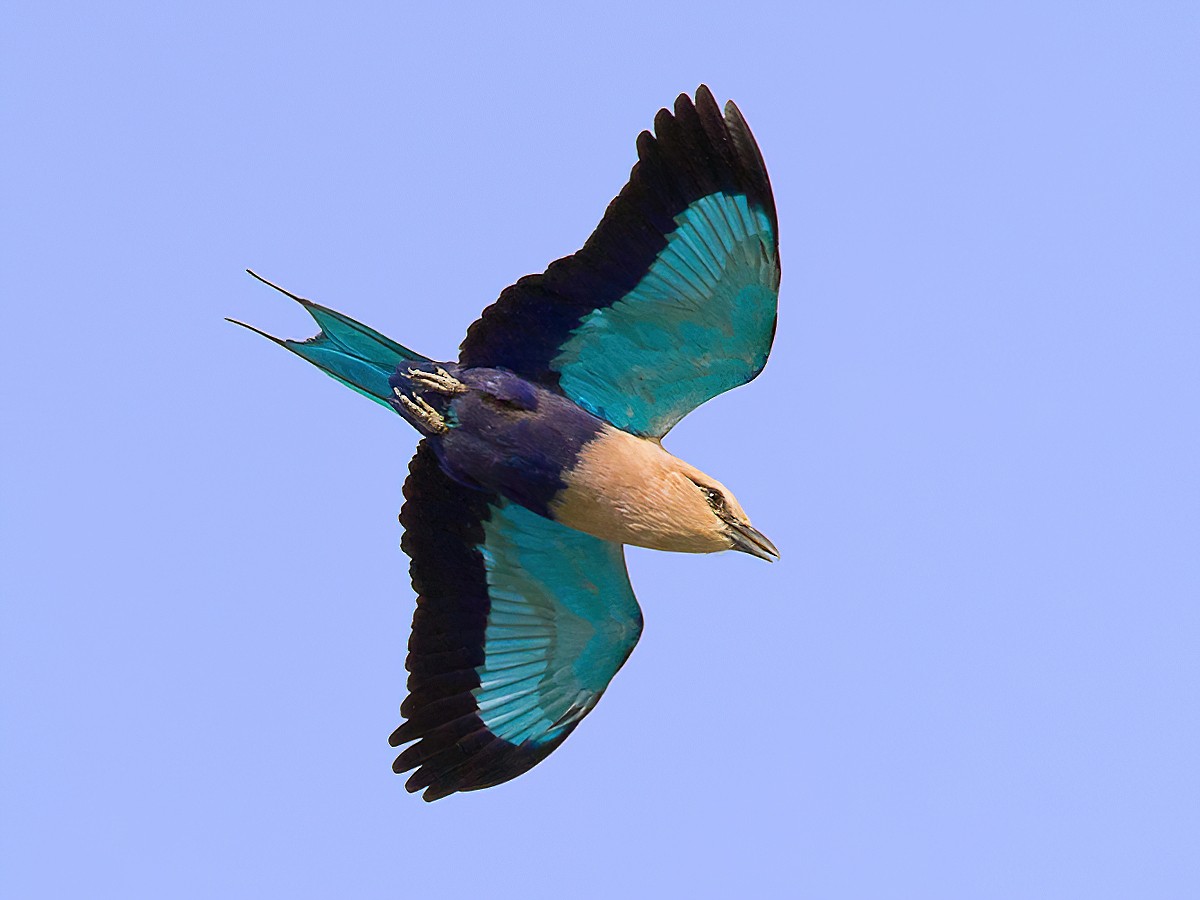 Blue-bellied Roller - eBird