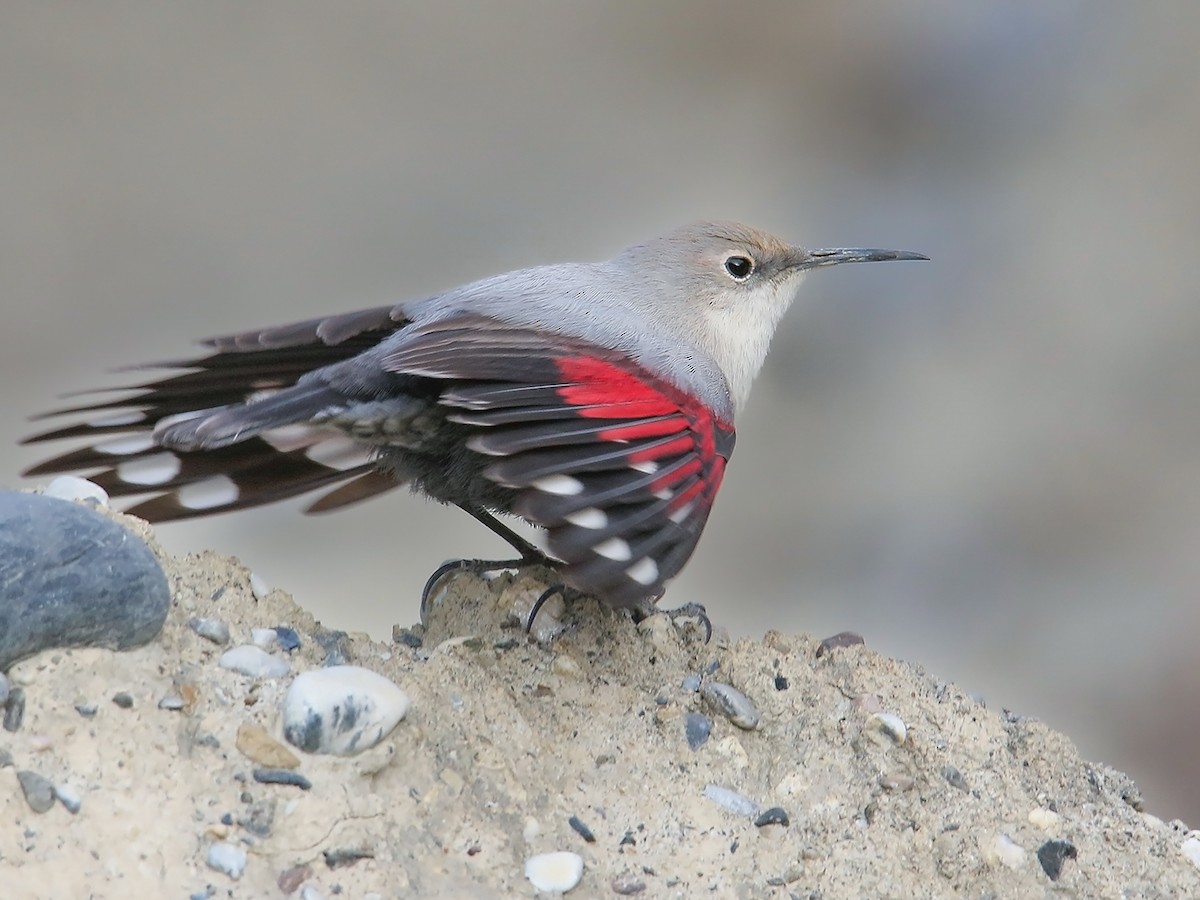 Bird Favorite Picker ― Perchance Generator