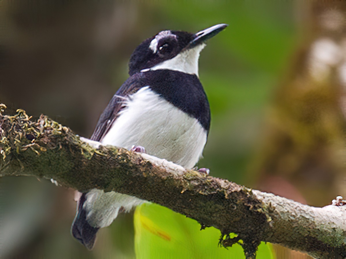 White-spotted Wattle-eye - eBird