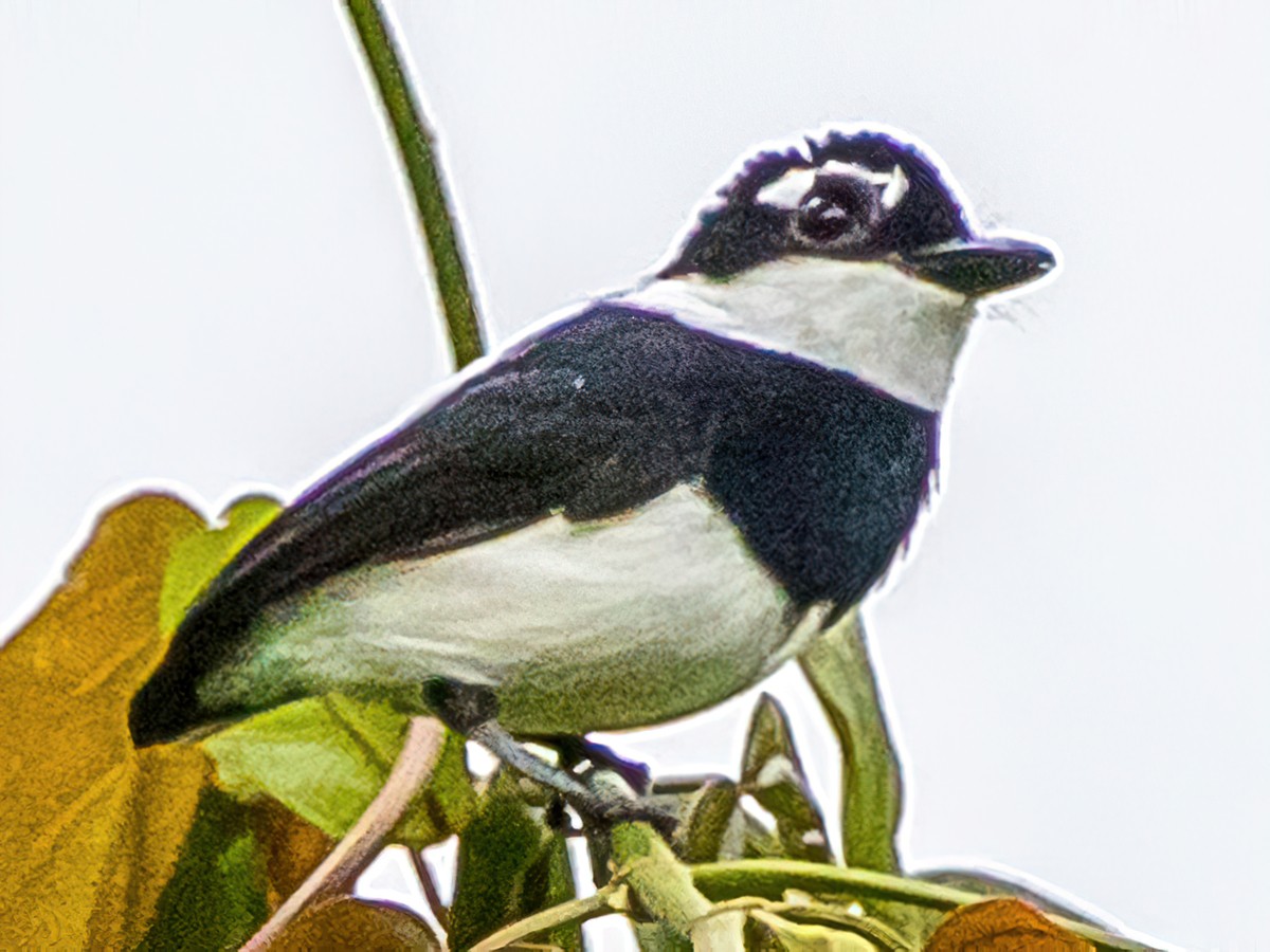 White-spotted Wattle-eye - eBird