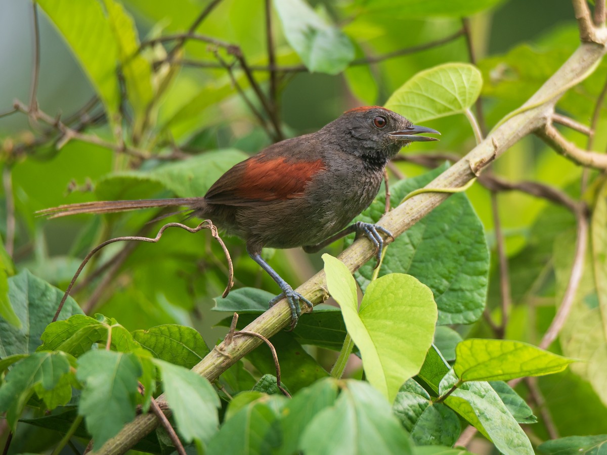 Slaty Spinetail - Synallaxis brachyura - Birds of the World