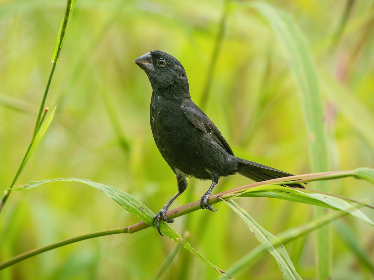 Thick-billed Seed-Finch - Sporophila funerea - Birds of the World