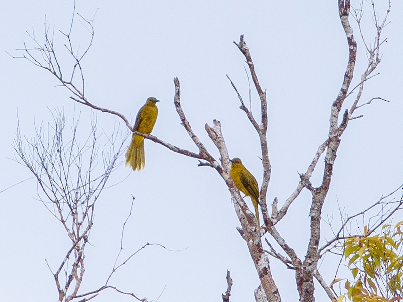 Sula Golden-Bulbul - eBird