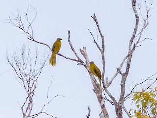 Banggai Golden-Bulbul - eBird