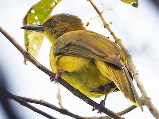 Banggai Golden-Bulbul - eBird