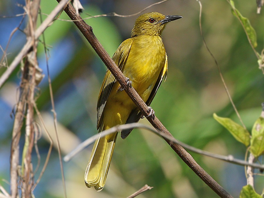 Sula Golden-Bulbul - eBird