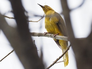 Banggai Golden-Bulbul - eBird
