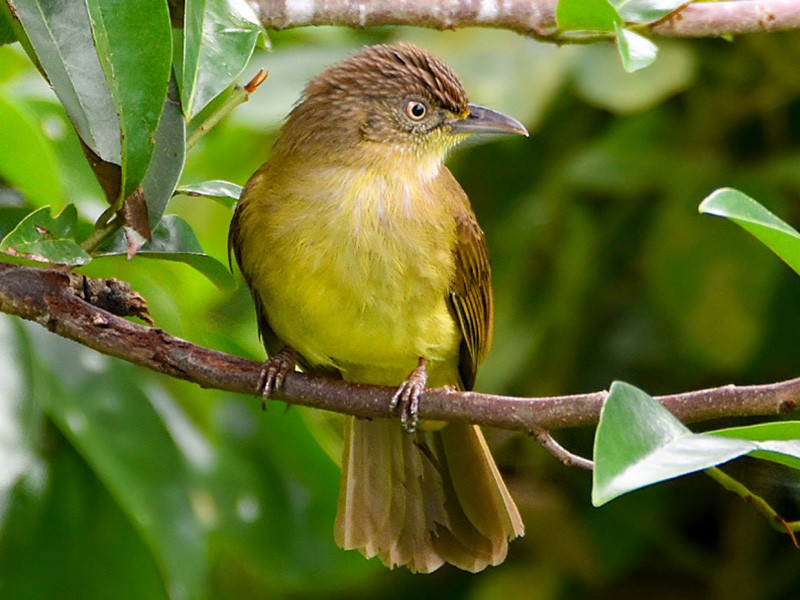 Sulphur-bellied Bulbul - eBird