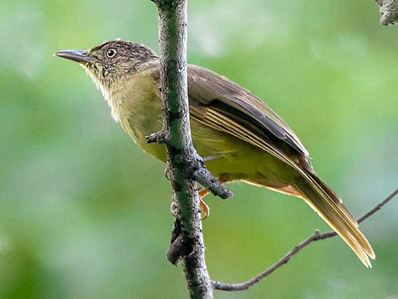 Sulphur-bellied Bulbul - eBird